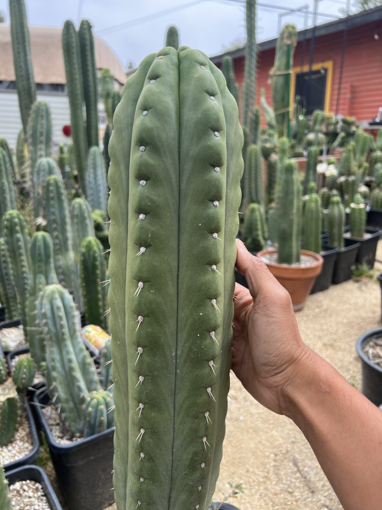 John's Jamón - Prickocereus