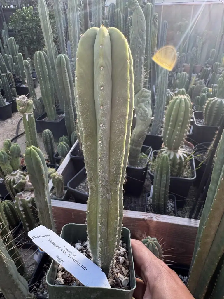 MP x Dr.G scop - Prickocereus