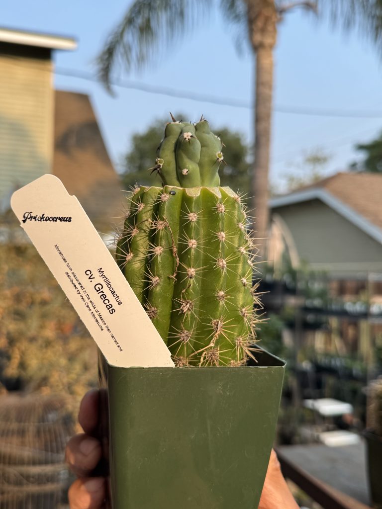 Myrtillocactus Grecas graft - Prickocereus